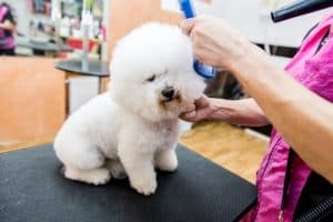 6 Easy Tips For Awesome Bichon Frise Grooming