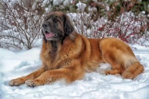 Leonberger Temperament, Tips and How To Own This Rare Dog Breed