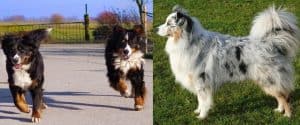 Bernese Mountain Dog Australian Shepherd Mix: Let’s Get to Know it