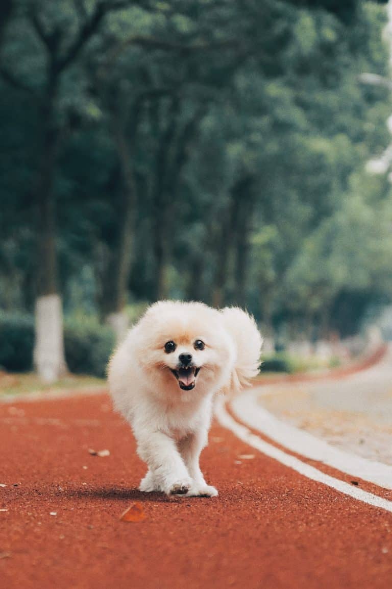 7 Things About the Pomeranian Temperament You Must Know