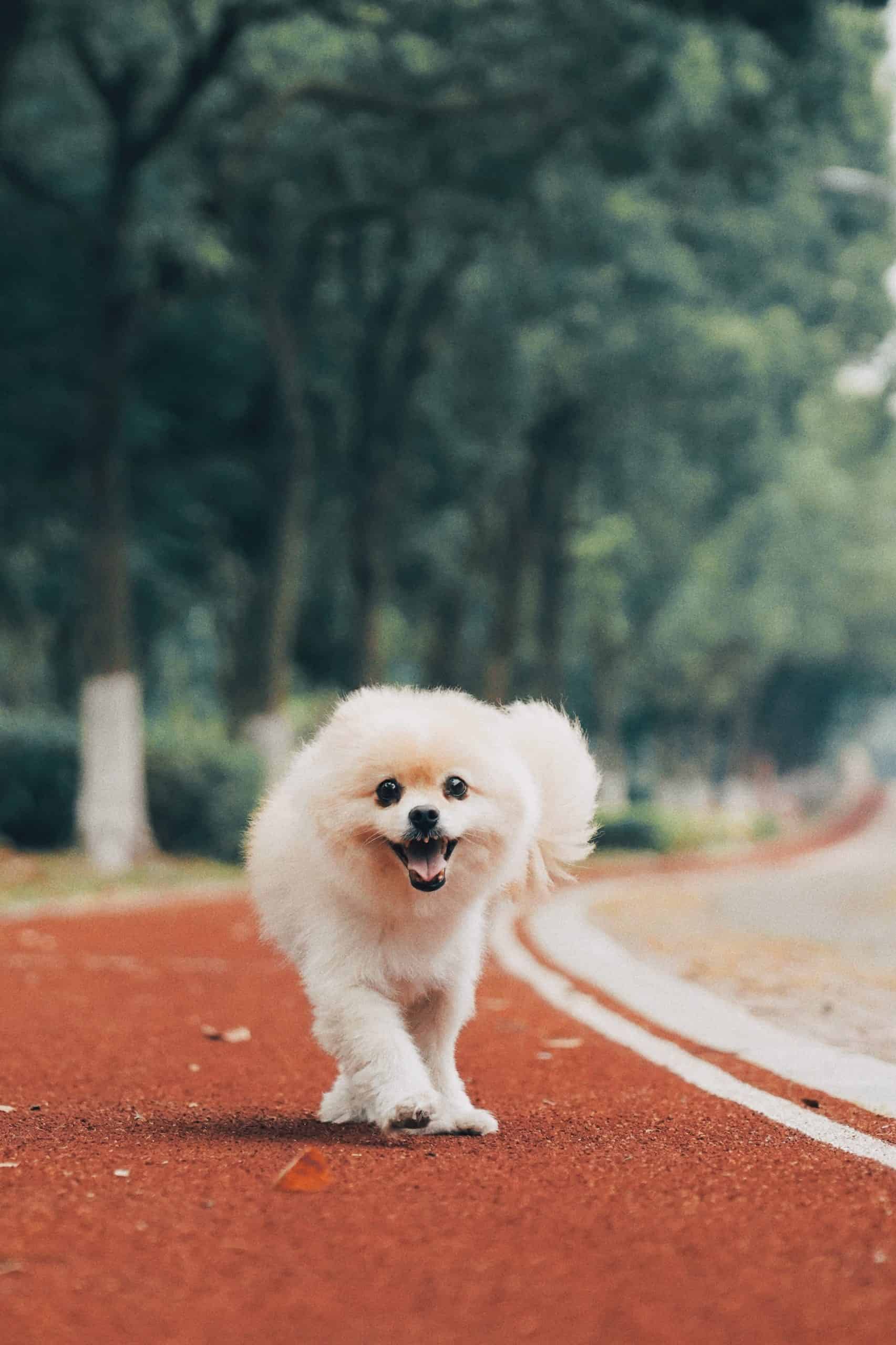 7 Things About the Pomeranian Temperament You Must Know