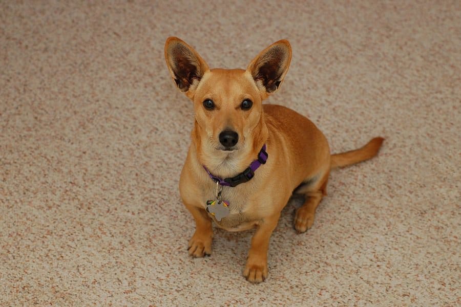 Dorgi Price And Breed Info