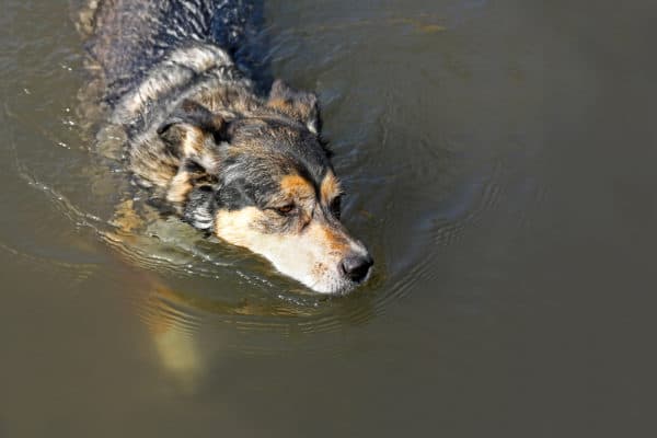 Can Puppies Swim in Lakes?