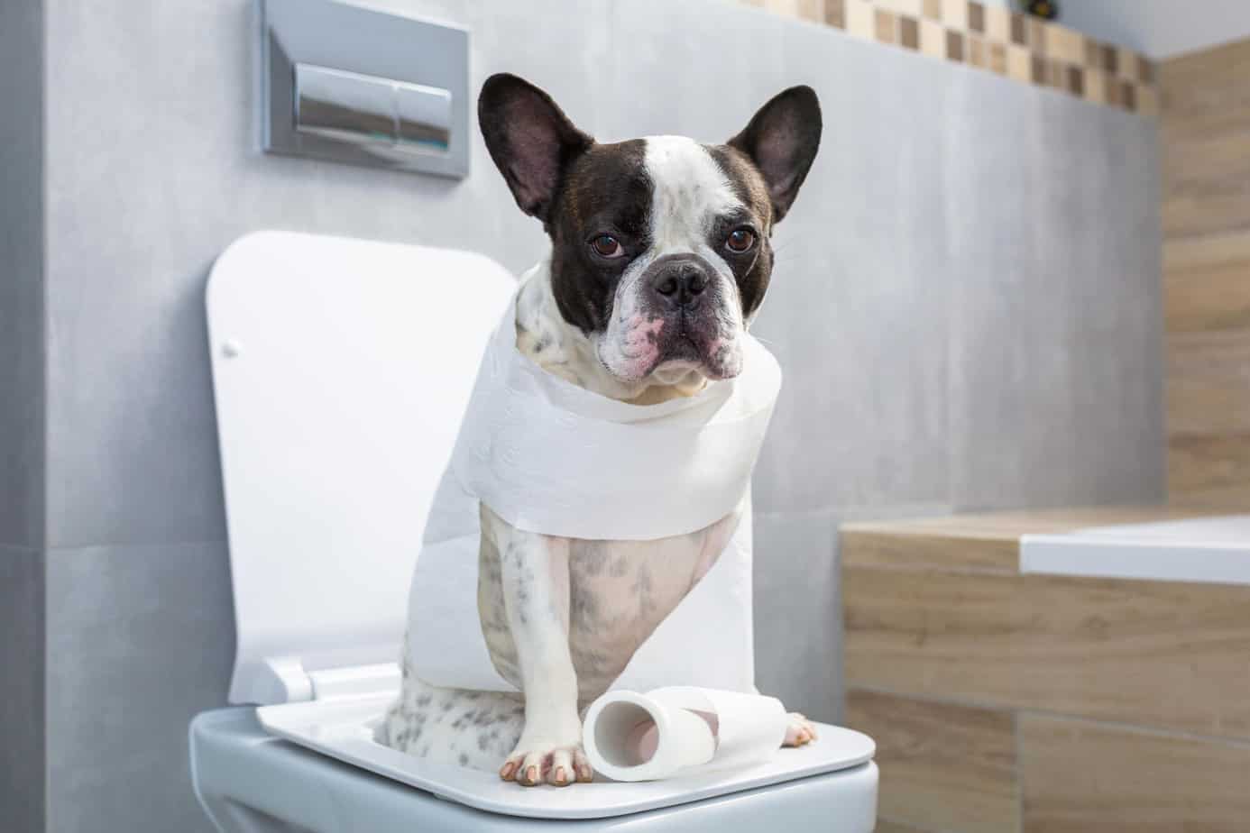 When Is Puppy Ready to Sleep Out of Crate?
