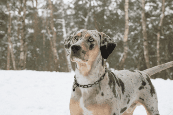 Grey Catahoula Leopard Dog: Dazzling Features and Pawsome Worker