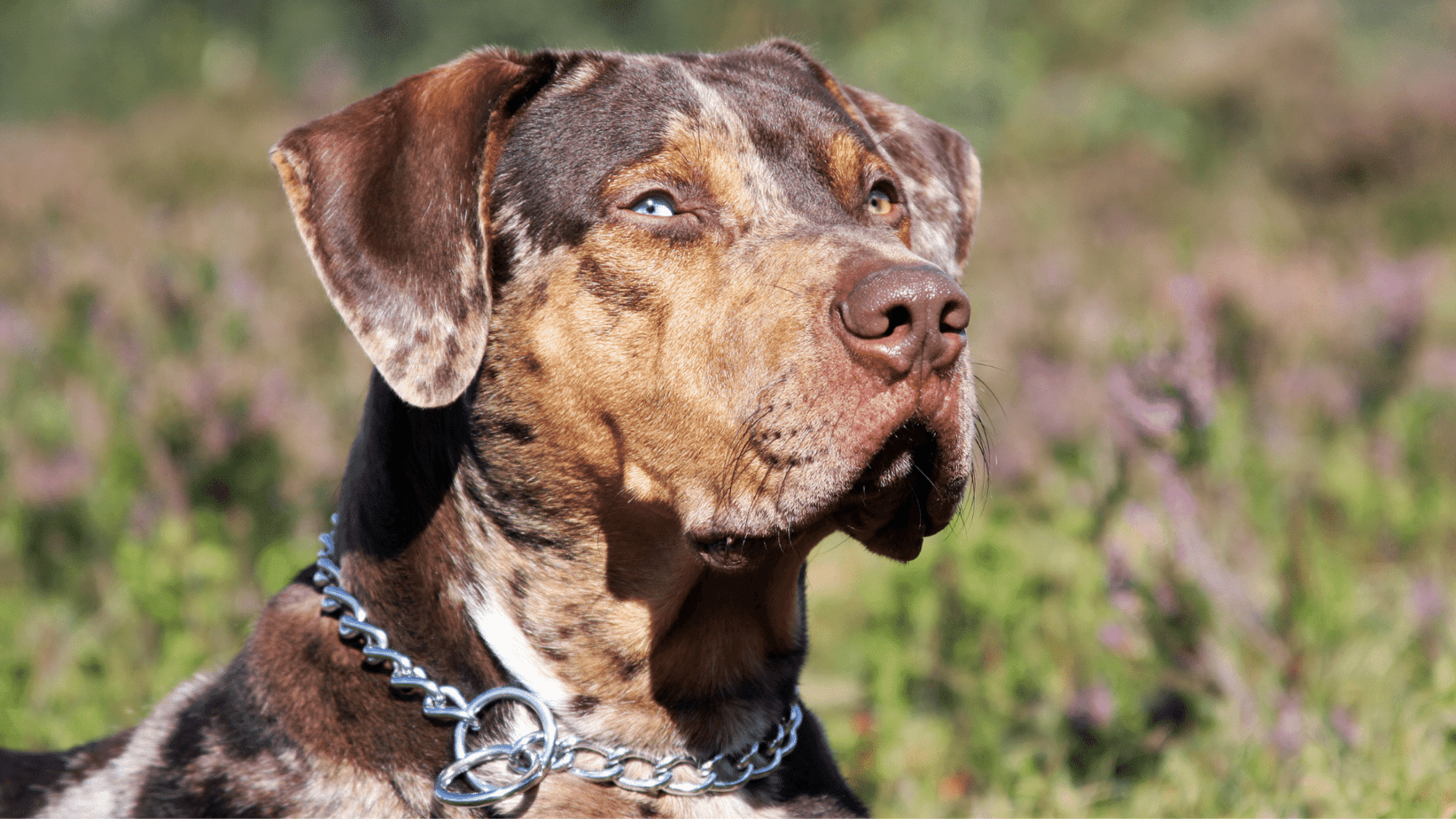 What You Need to Know About Full Grown Catahoula Dogs