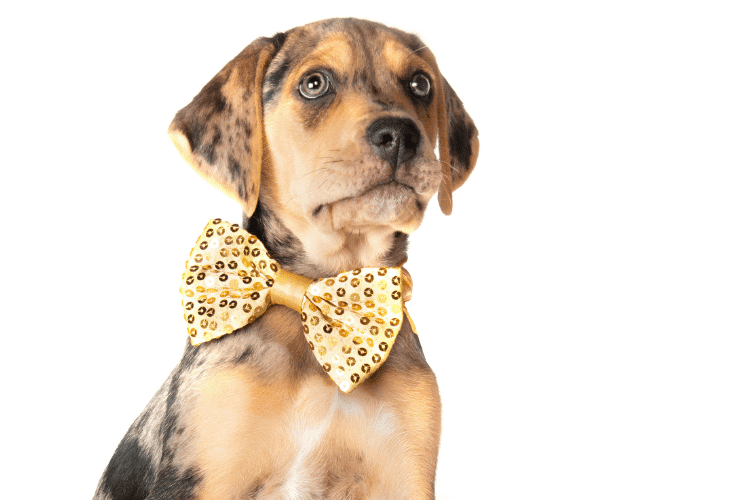 Colt Blue The Catahoula Leopard Dog