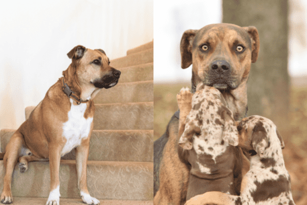 Black Mouth Cur Catahoula Mix