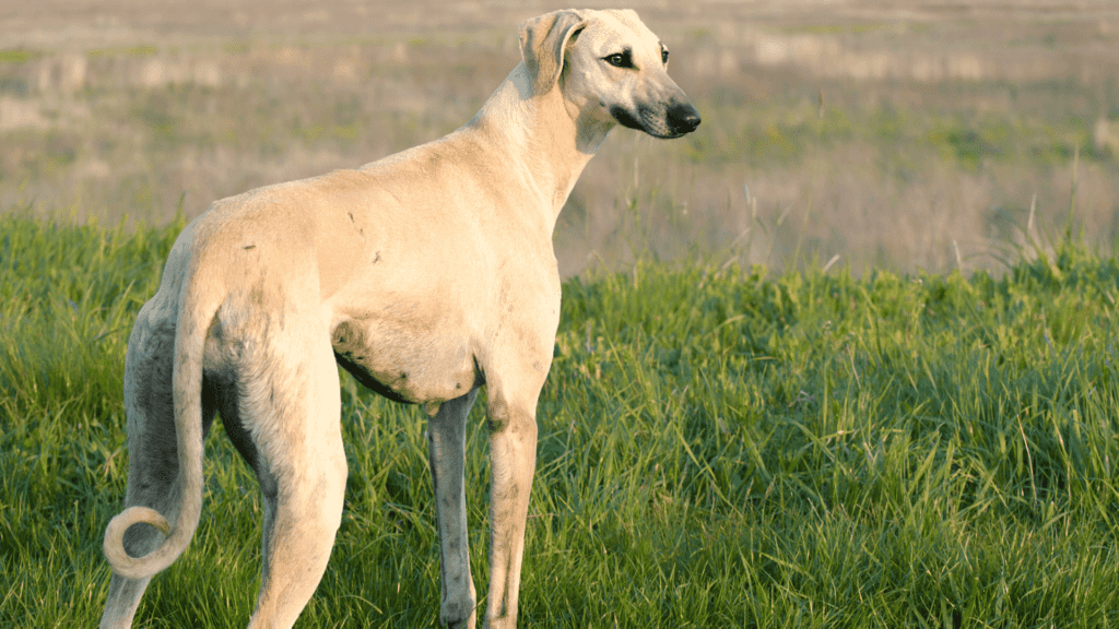 Dog Temperament Blog