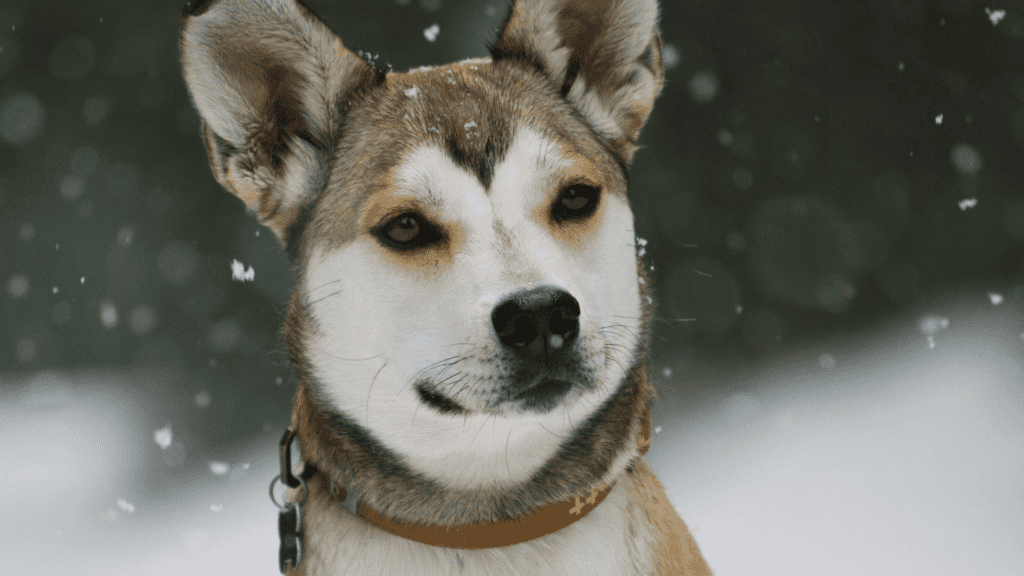 Dog Breed Prices (with Pictures)